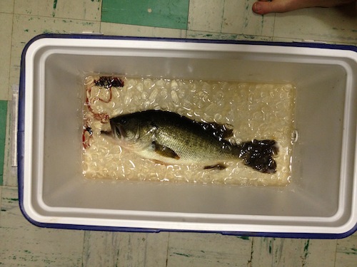 Big Ass Bass: Fly Fishing for Largemouth in Western Montana | Angler's ...