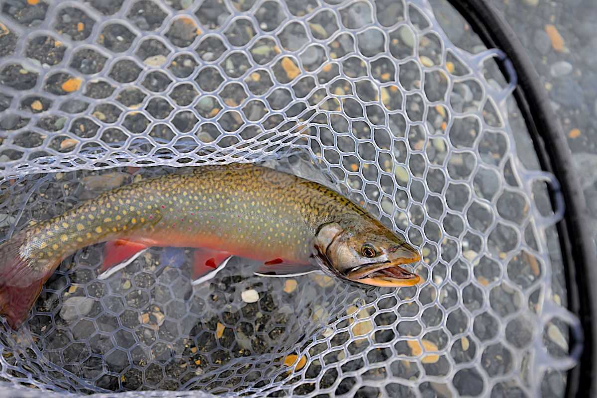 Lose Count—Fortress Lake Brook Trout | Angler's Tonic